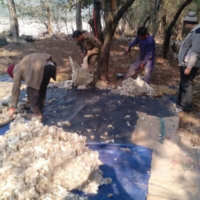 Photo Gallery – Uttrakhand Sheep and Wool Development Board | USWDB