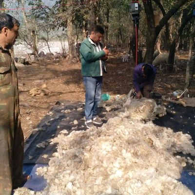 Photo Gallery – Uttrakhand Sheep and Wool Development Board | USWDB