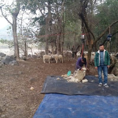 Photo Gallery – Uttrakhand Sheep and Wool Development Board | USWDB