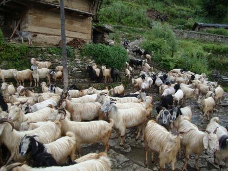 Photo Gallery – Uttrakhand Sheep and Wool Development Board | USWDB