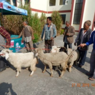Photo Gallery – Uttrakhand Sheep and Wool Development Board | USWDB