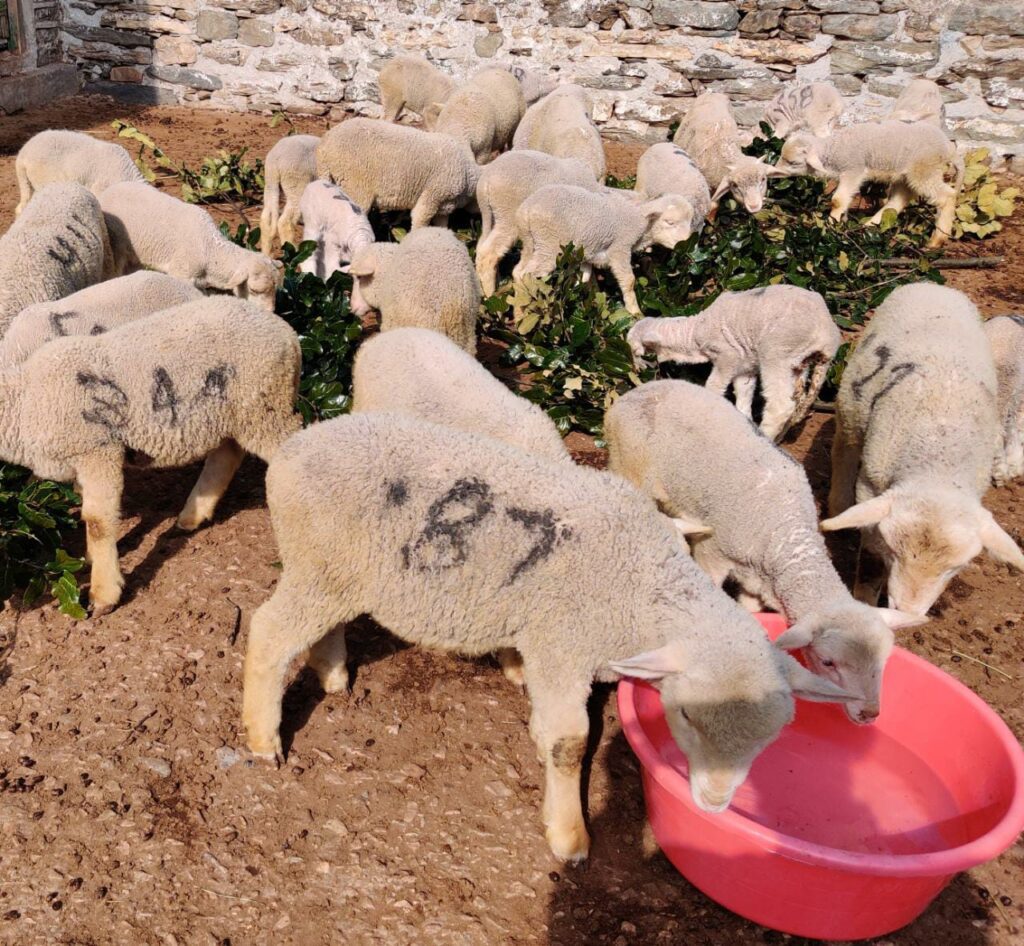 National Livestock Mission – Uttrakhand Sheep and Wool Development ...